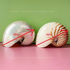 Chambered Nautilus Conch Shell Ocean Vortex - Treasure of the Ocean ...