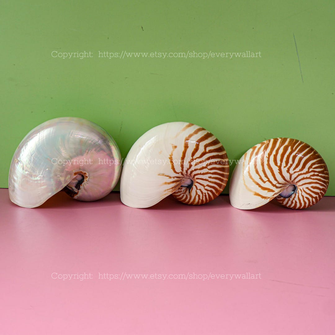 Conch Shell Chambered Nautilus Ocean Vortex - Treasure of the Ocean ...