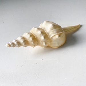 Natural Legrand's Wavy Spindle for Decor Conch, Large Sea Snail Shell ...