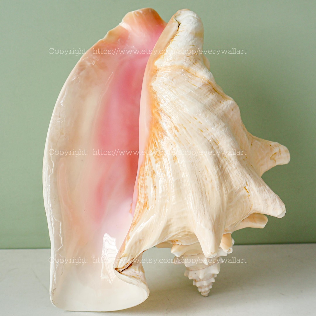 Pink Queen Conch Shell Polished Queen's Pearl - Treasure of the Ocean ...