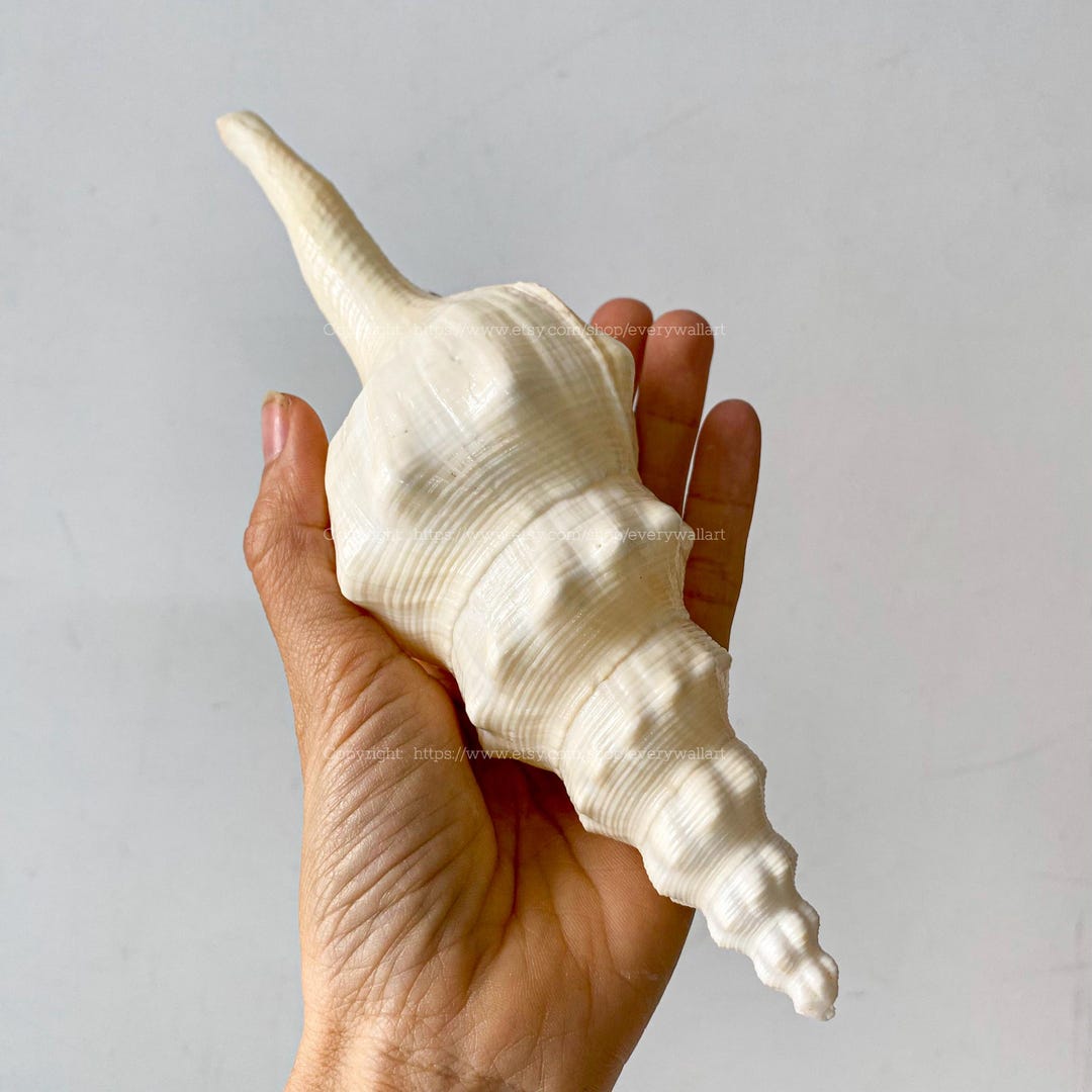 Natural Legrand's Wavy Spindle for Decor Conch, Large Sea Snail Shell ...