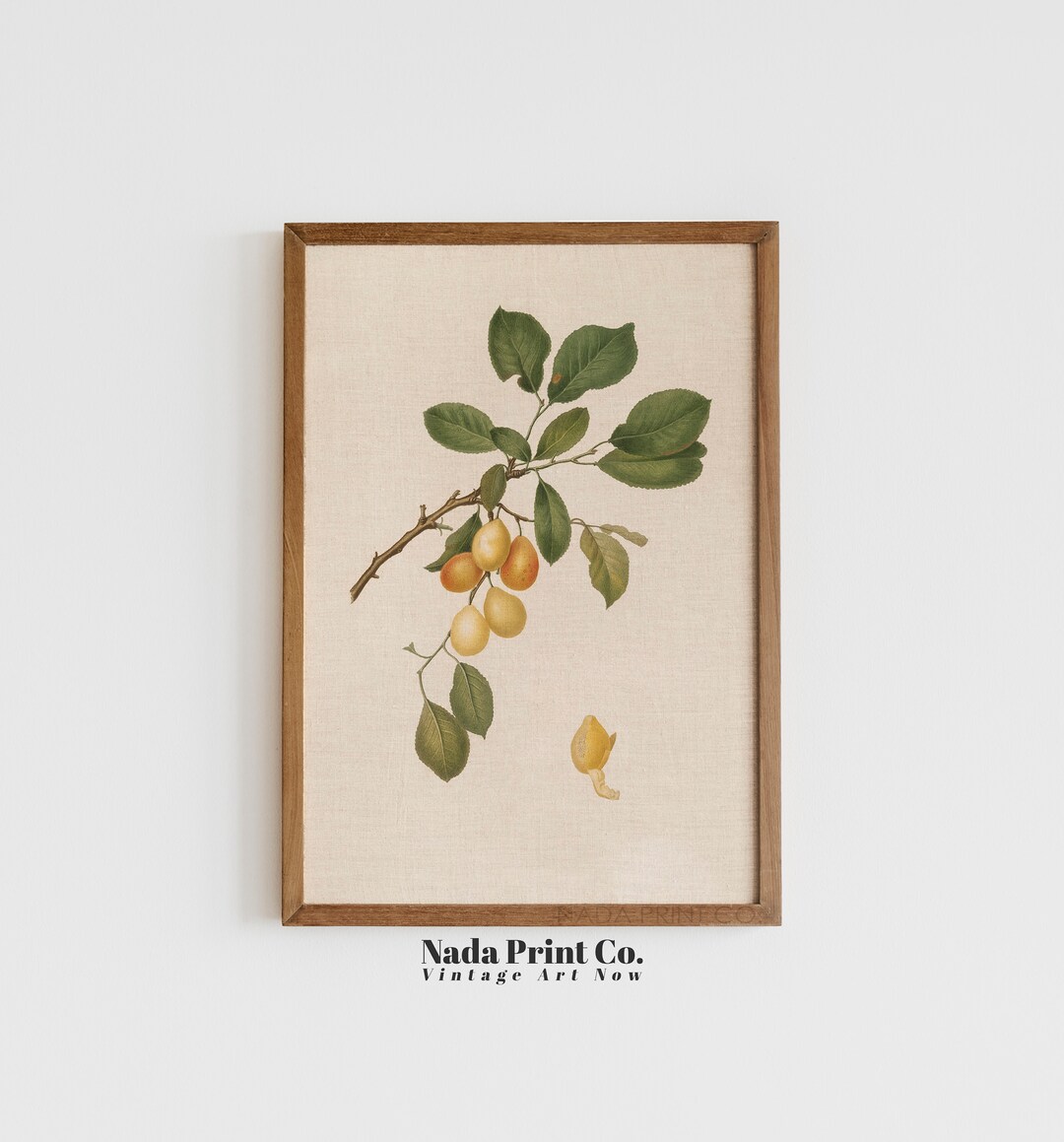 Botanical Fruit Print | Kitchen Vintage Painting | Warm Vintage Wall ...
