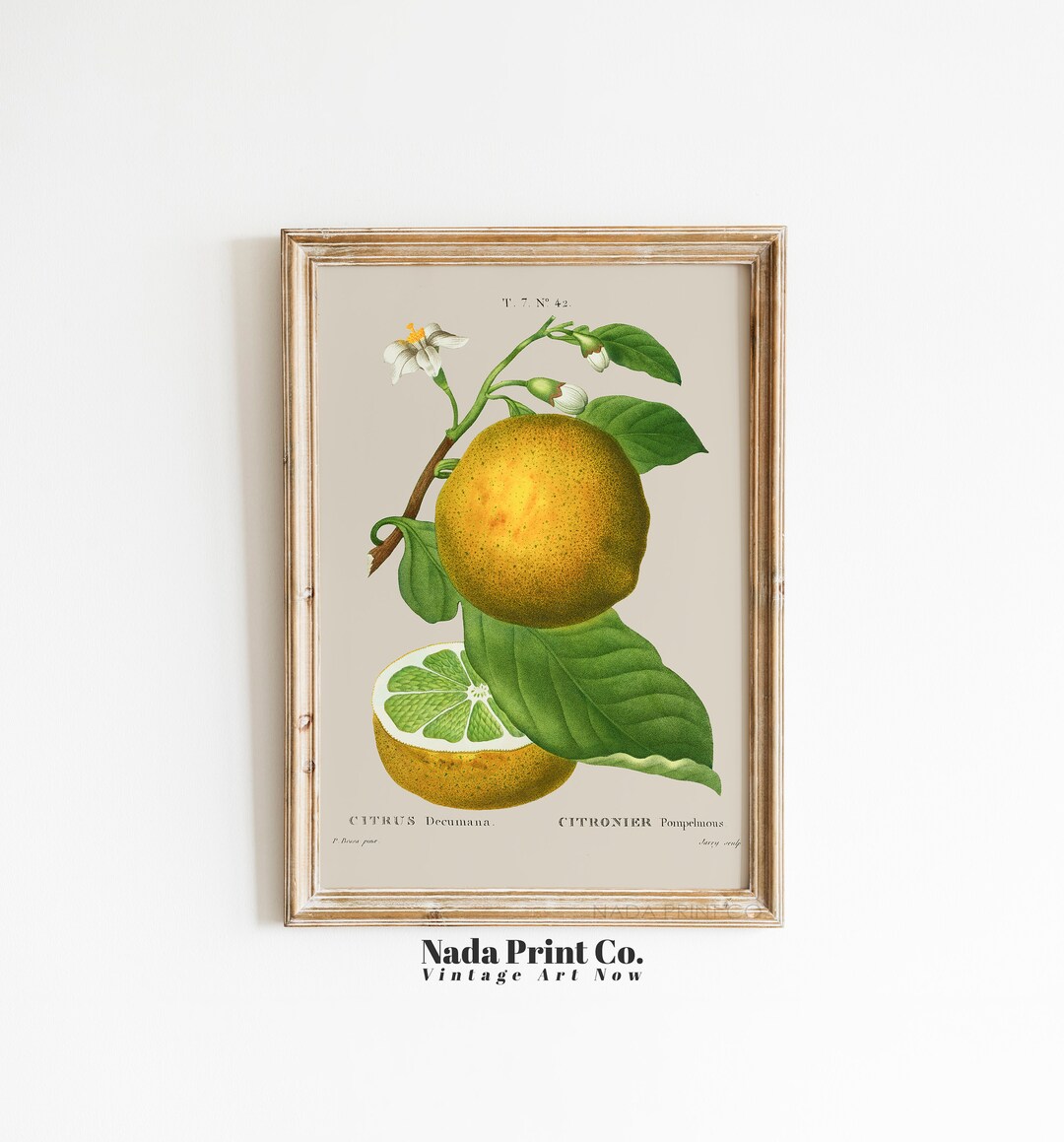 Citrus Botanical Print | Vintage Fruit Art Print | Warm Vintage Wall ...