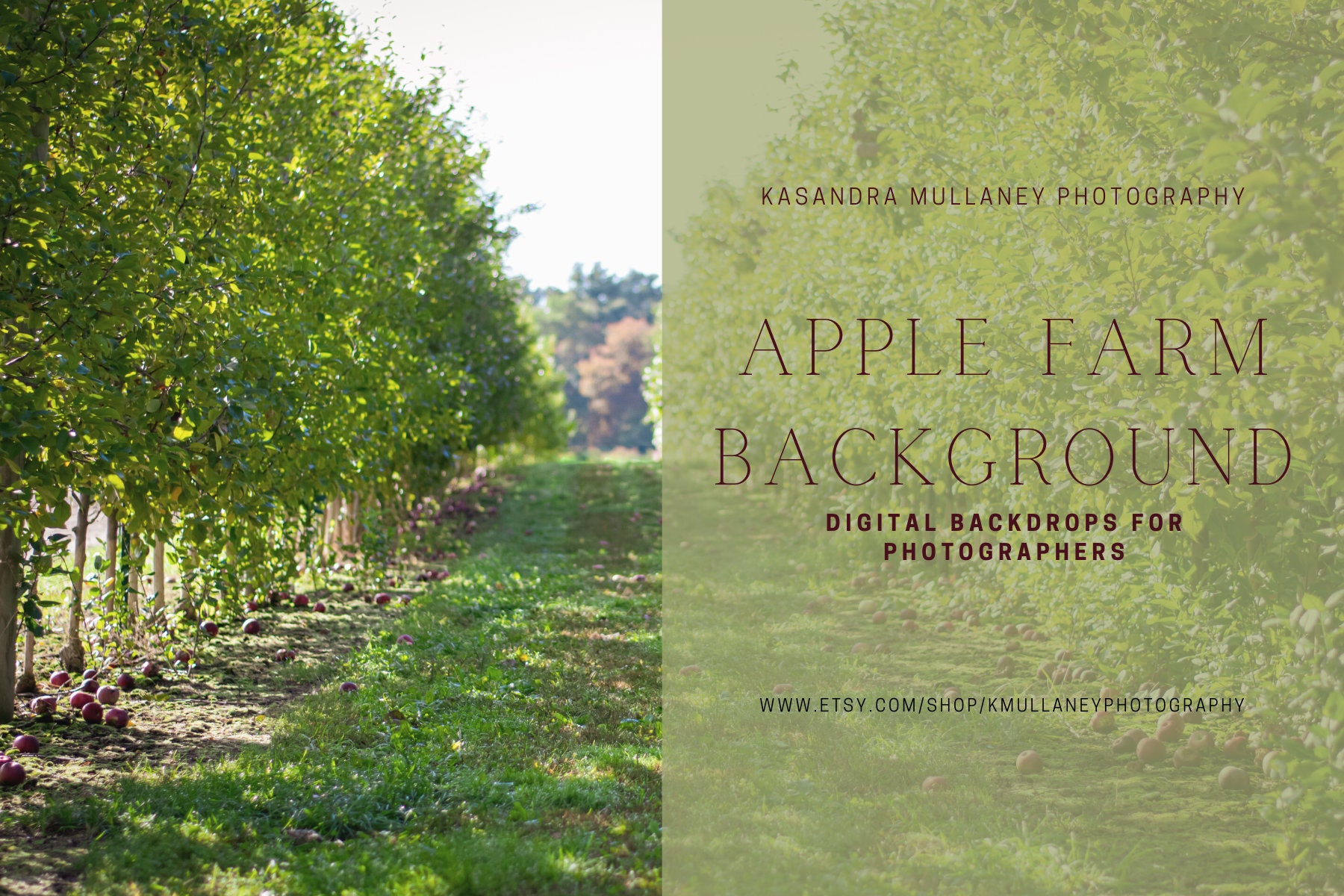 Apple Farm Digital Background for Photography Fall Backdrops Photoshop ...