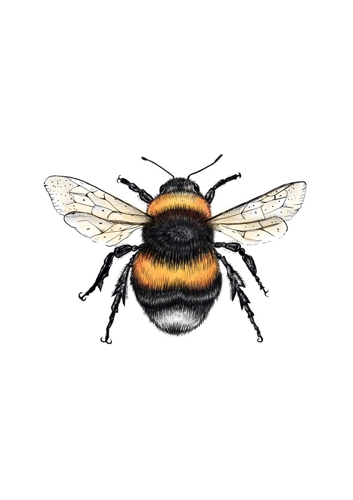 Bumble Bee Print Painting Science Illustration Wildlife - Etsy