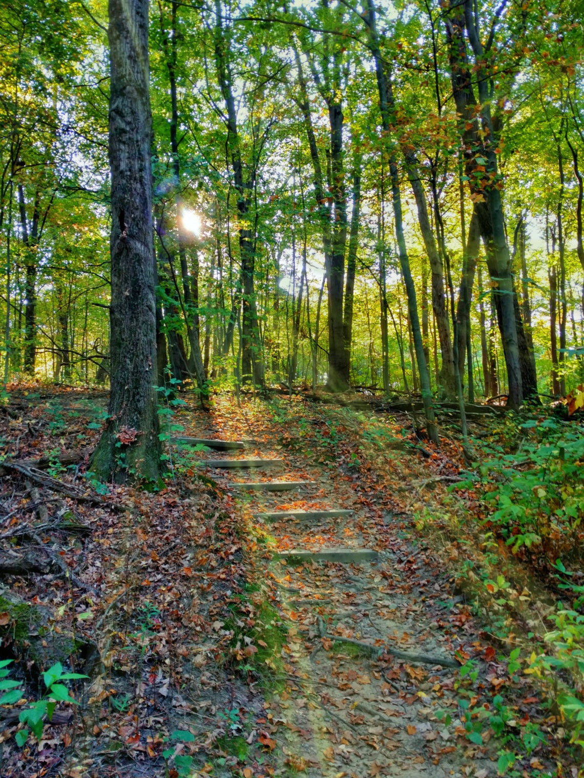 Sunlight Passageway Outdoor Natural Stairs Autumn Green Tree - Etsy
