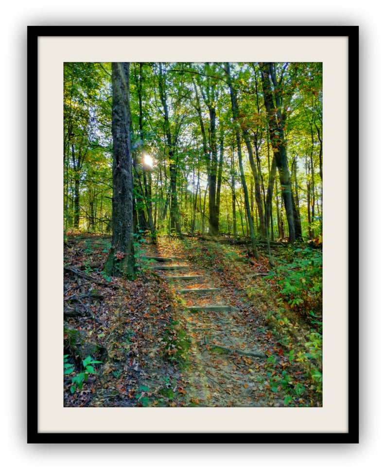 Sunlight Passageway Outdoor Natural Stairs Autumn Green Tree - Etsy