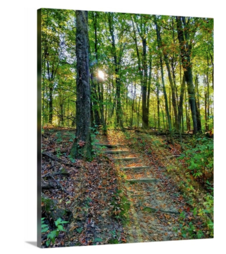 Sunlight Passageway Outdoor Natural Stairs Autumn Green Tree - Etsy