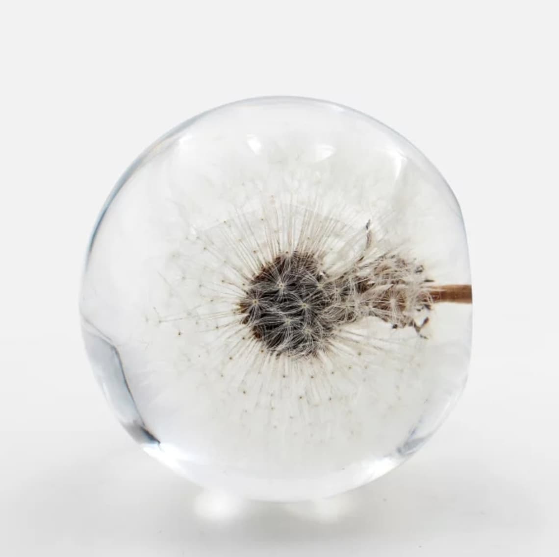 Dandelion, Dandelion Resin Paperweight,housewarming Gift,new Home Gift ...