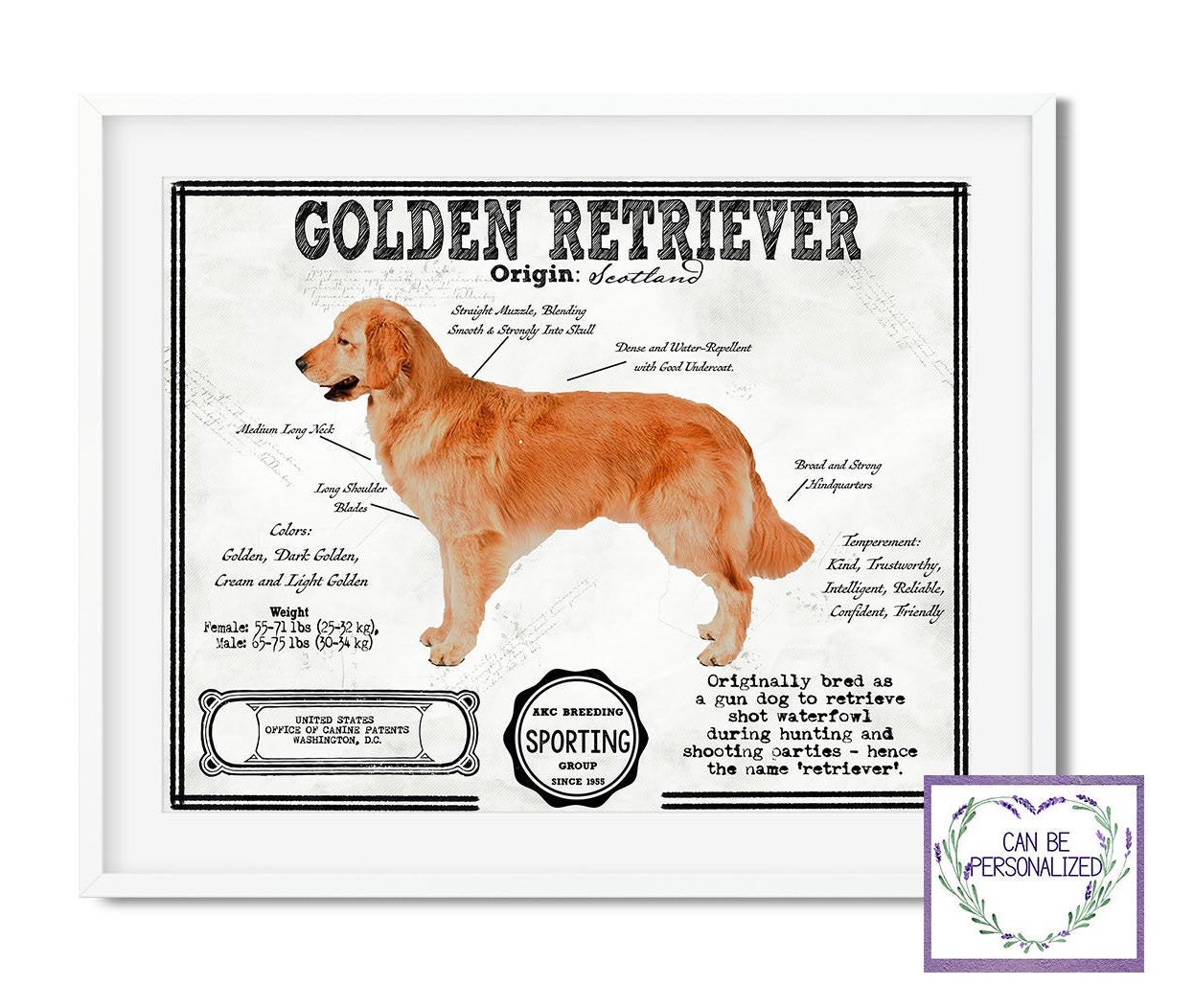Golden Retriever Colors Akc