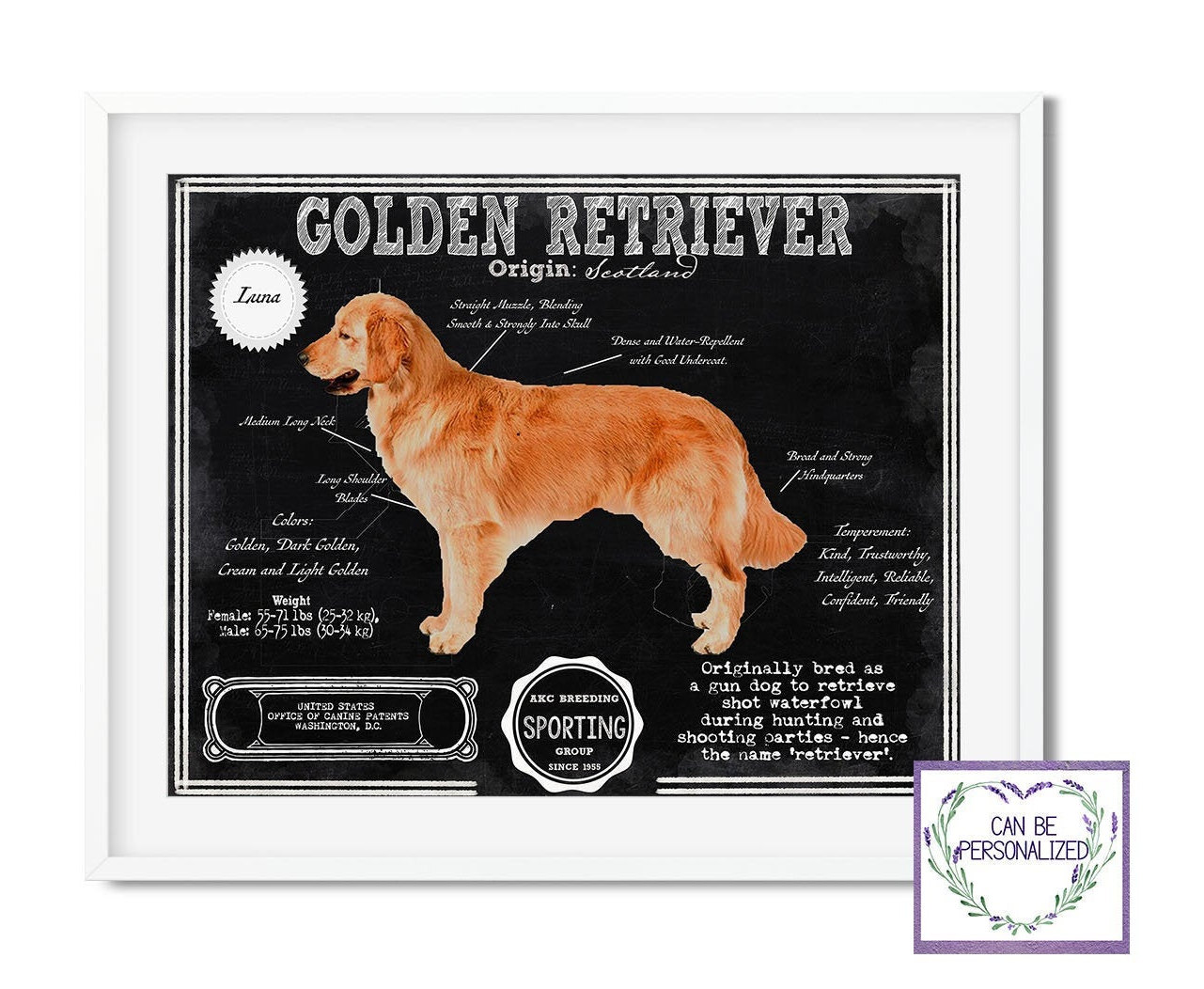 Golden Retriever Colors Akc