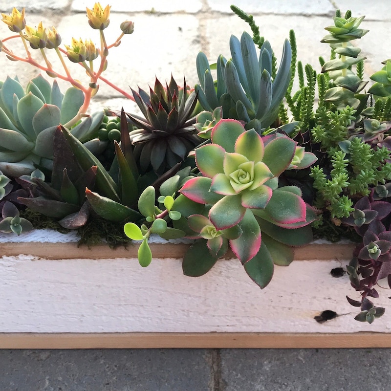 Plant Centerpiece - Etsy