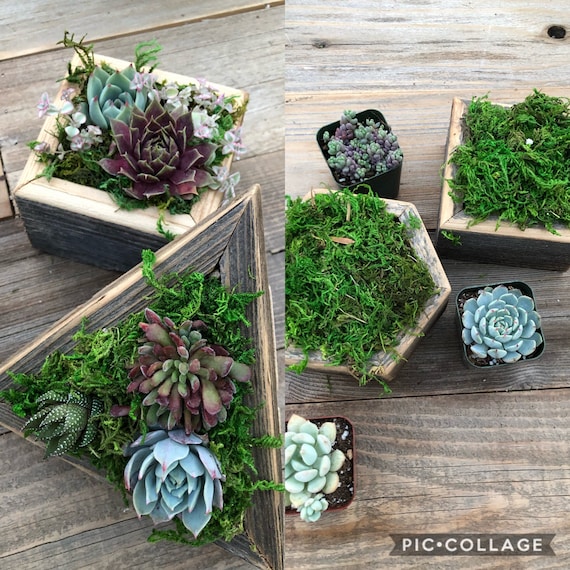 Mini Succulent Arrangement DIY Kit or Planted. Summer Activity | Etsy