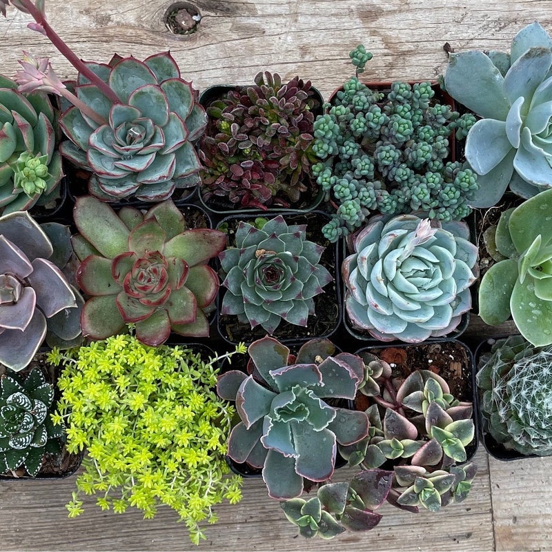 Succulent Kits - Etsy