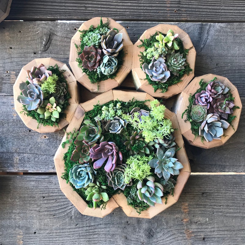 Vertical Wall Succulent - Etsy