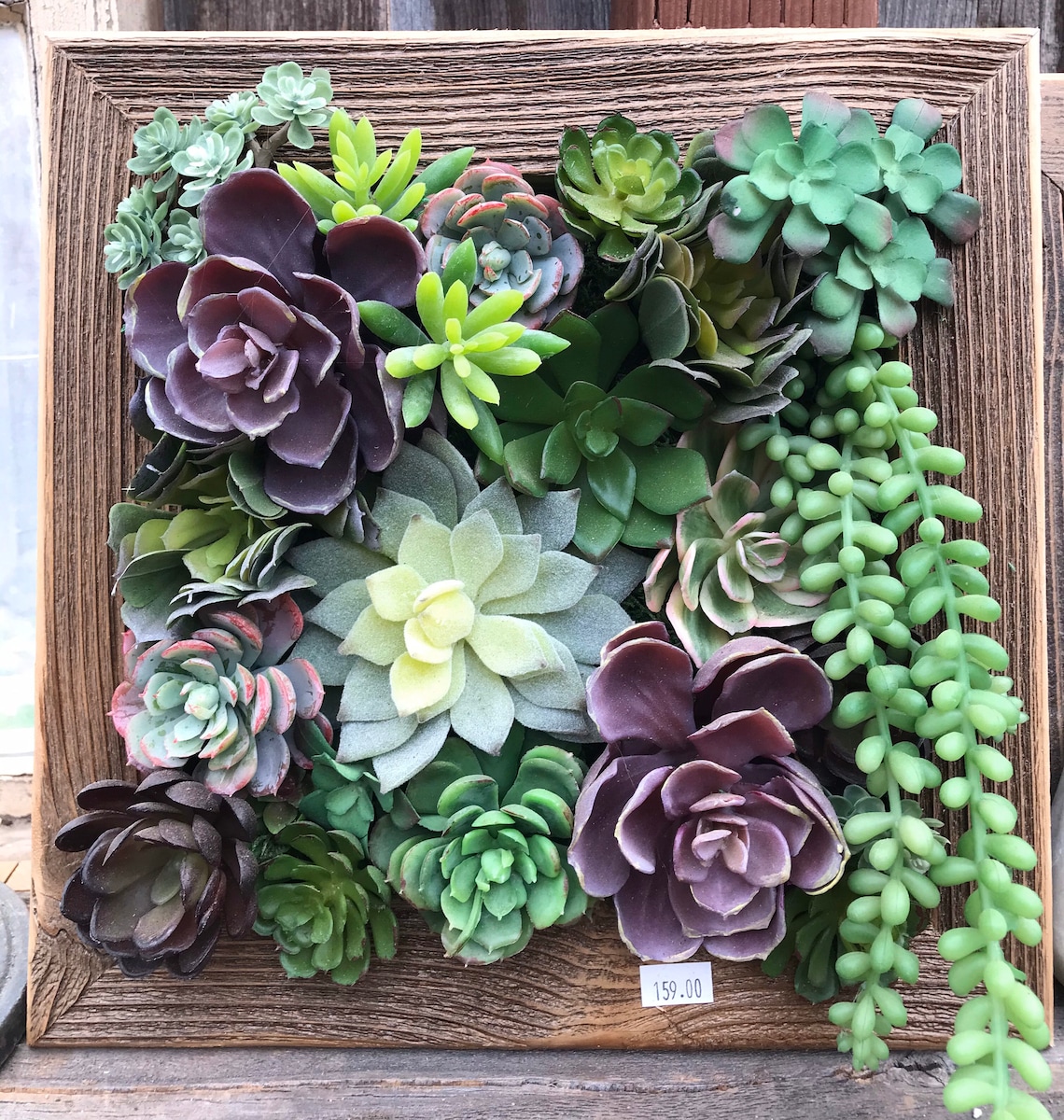 Small Square Vertical Succulent Garden Arrangement: Living Wall ...