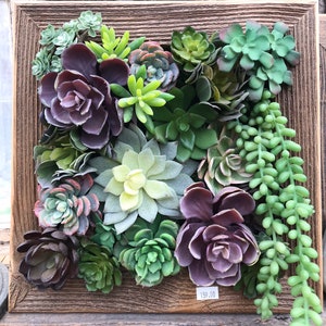 Small Square Vertical Succulent Garden Arrangement: Living Wall ...