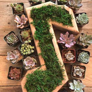 Music Note Succulent Vertical Garden / Living Hanging Wall Planter ...