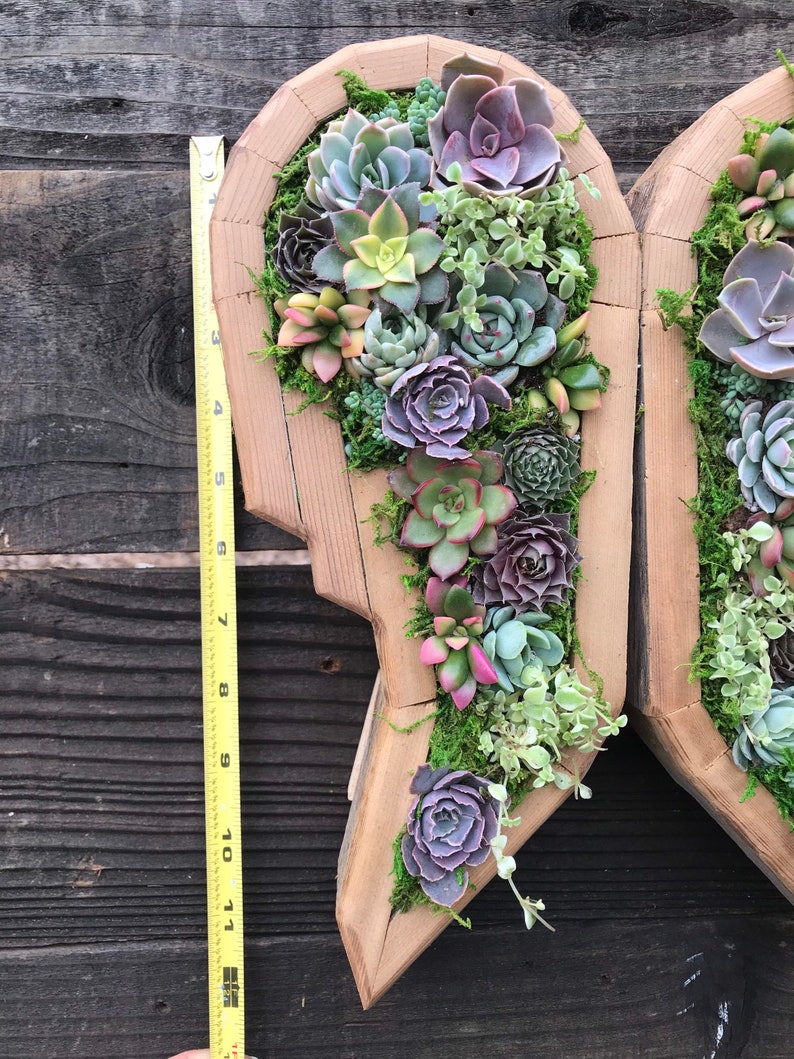 Angel Wings Succulent Planted Arrangement , DIY Kit: Redwood Cedar ...