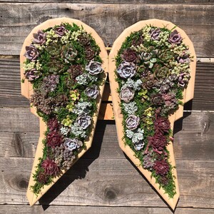 Angel Wings Succulent Planted Arrangement , DIY Kit: Redwood Cedar ...