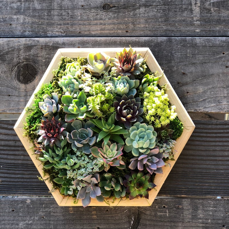 Hexagon Wall Planter - Etsy