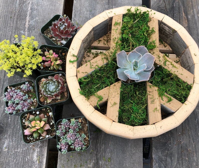 Peace Symbol Vertical Succulent Garden Arrangement: Living - Etsy