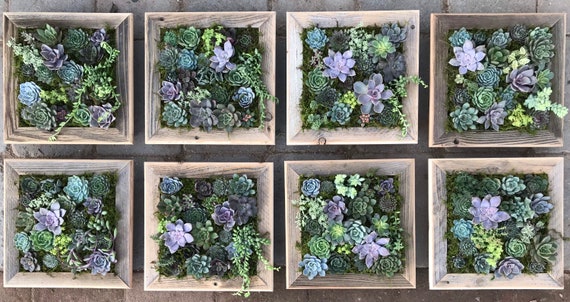 Succulent Wall Garden Kits