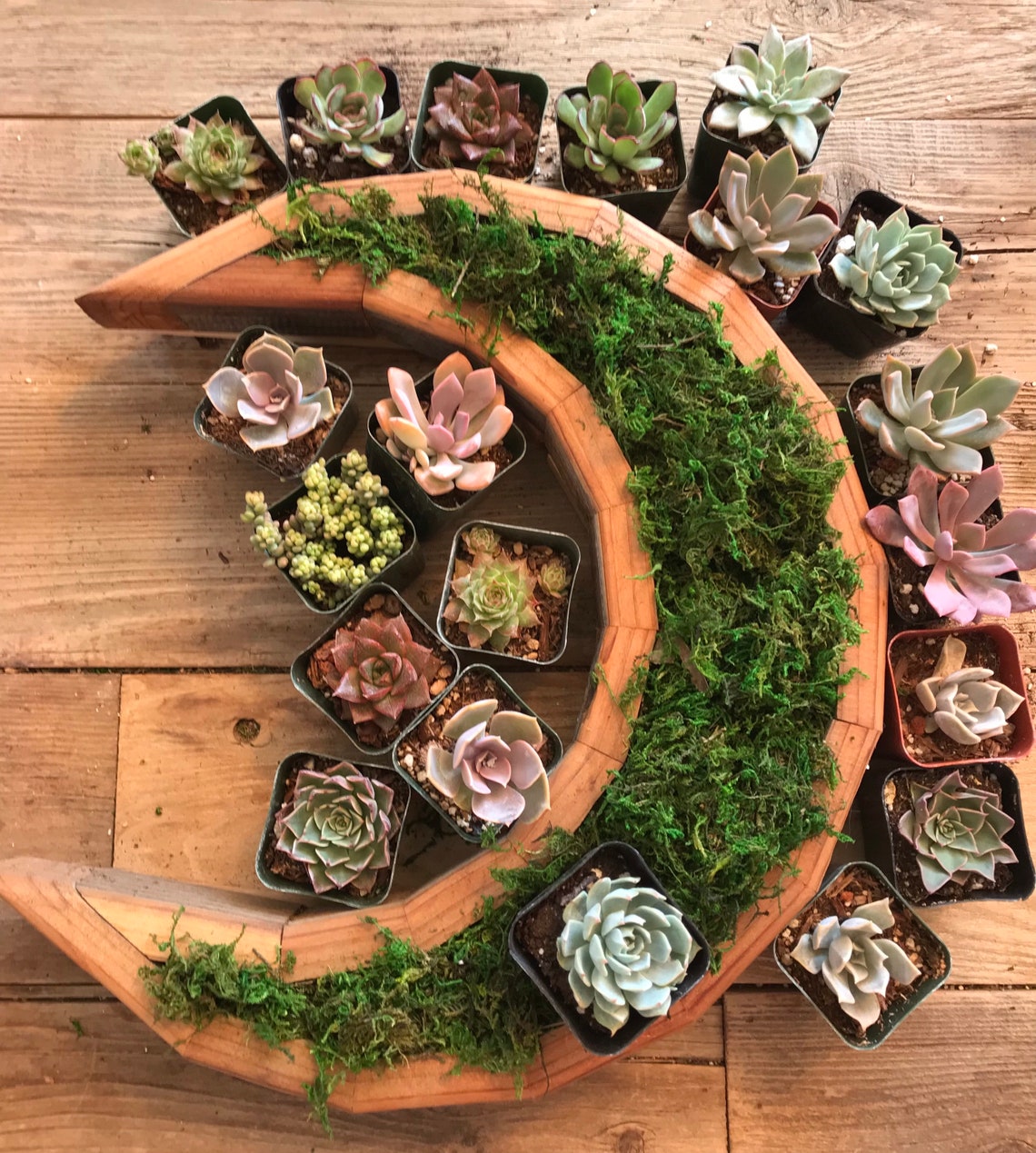 Crescent Moon Succulent Vertical Garden | Etsy