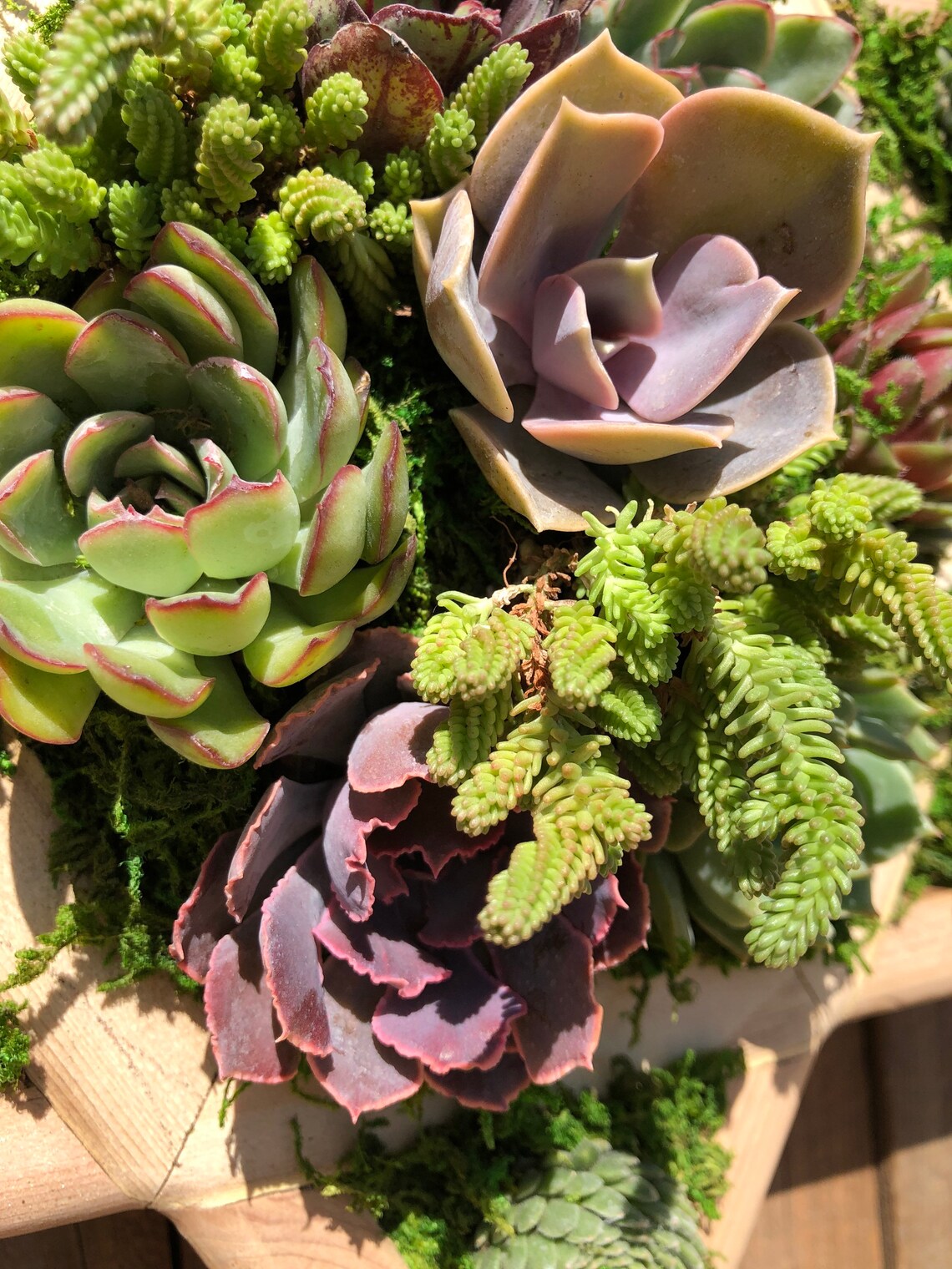 Angel , Christmas Angel, Succulent Wall Planter, DIY, Succulent ...