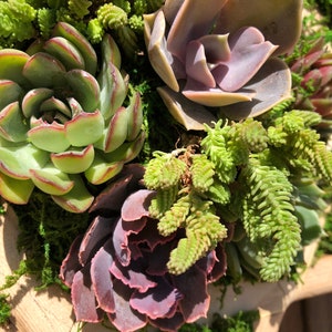 Star of David Succulent Wall Planter, DIY, Succulent Arrangement ...