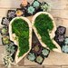 Angel Wings Succulent Planted Arrangement , DIY Kit: Redwood Cedar ...