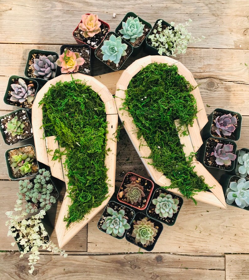 Angel Wings Succulent Planted Arrangement , DIY Kit: Redwood Cedar ...
