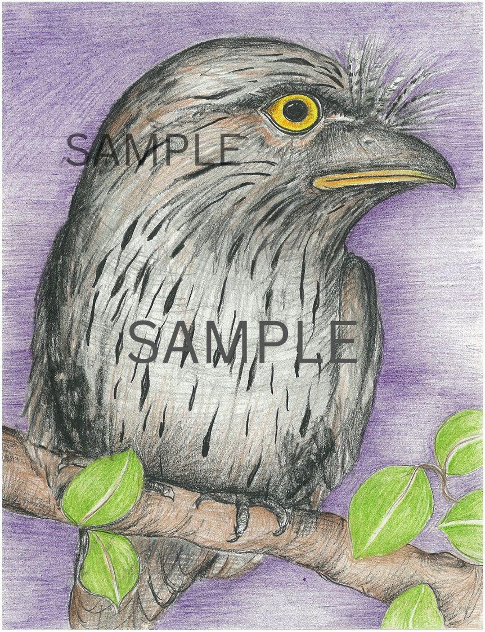 Australian Bird Oracle Cards - A 44 Card Beautifully Illustrated Deck ...