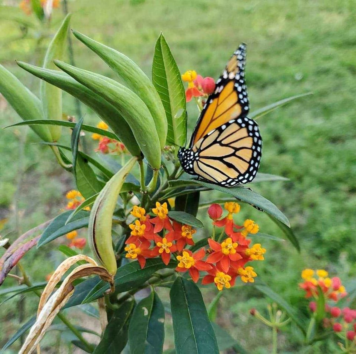 Butterfly Milkweed Seeds Free Shipping Natural Organic Non Gmo Etsy