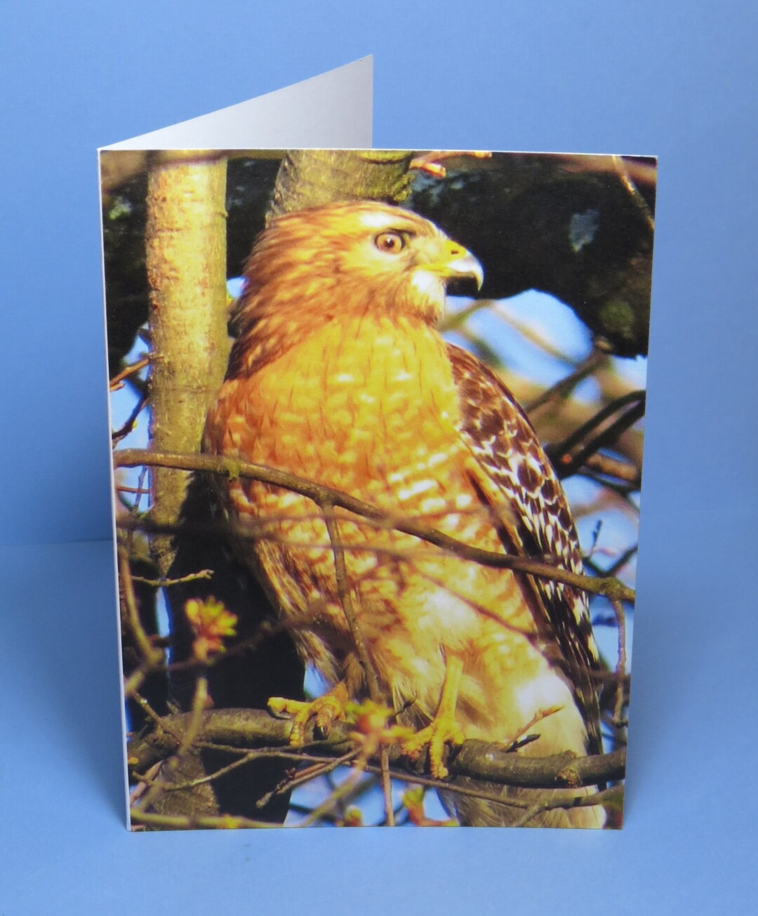 Red-shouldered Hawk Greeting Card: Bird Lover Stationery - Etsy