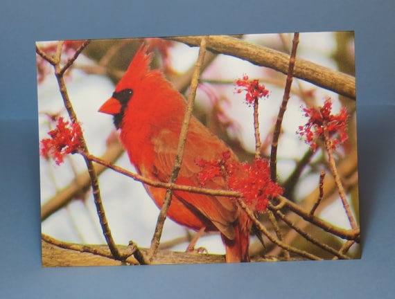 Northern Cardinal Greeting Card Bird Stationery Bird Lover | Etsy
