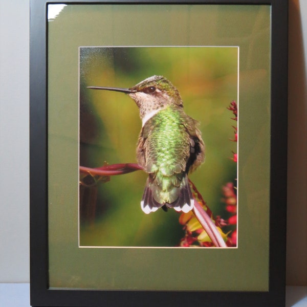 Hummingbird Print - Etsy