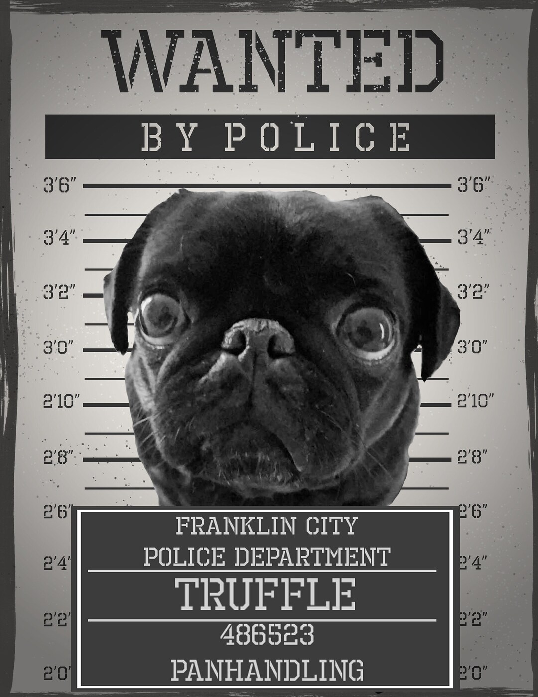 Pet Mugshots Funny Pet Portraits - Etsy