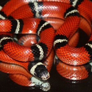 Bead for Your Dreads Snake Lampropeltis Triangulum Hair Beads for Your ...