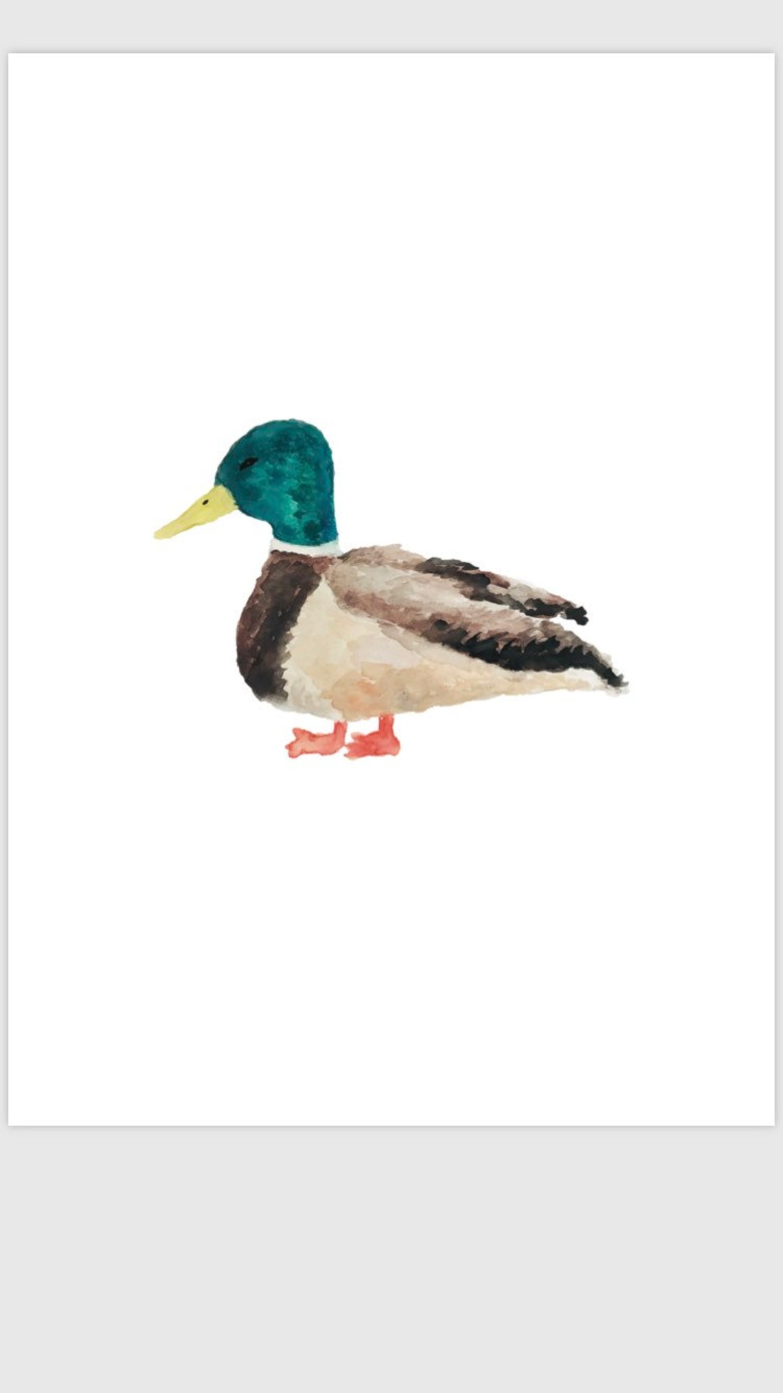 Watercolor Mallard Duck Print - Etsy