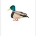 Watercolor Mallard Duck Print | Etsy