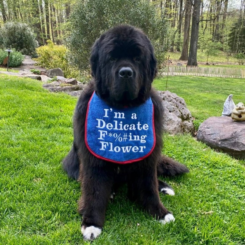 Dog Drool Bib Giant - Etsy