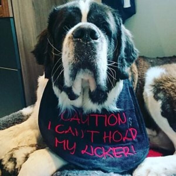 Dog Drool - Etsy