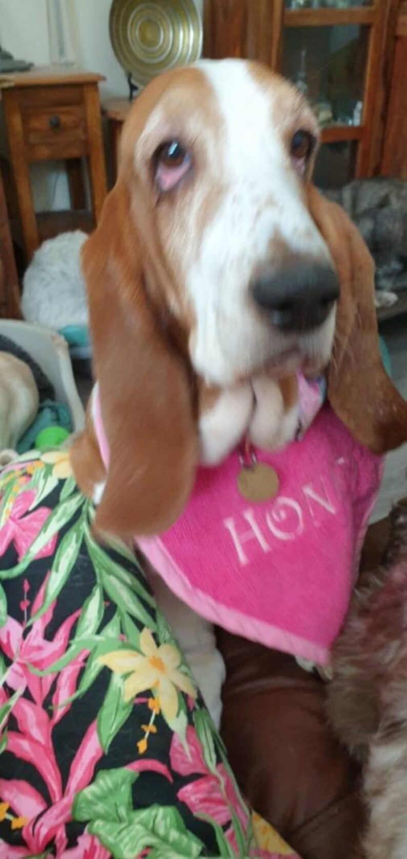 Puppy Bib puppy Drool Dog Bib Slobber Dog Bib small Dog - Etsy UK