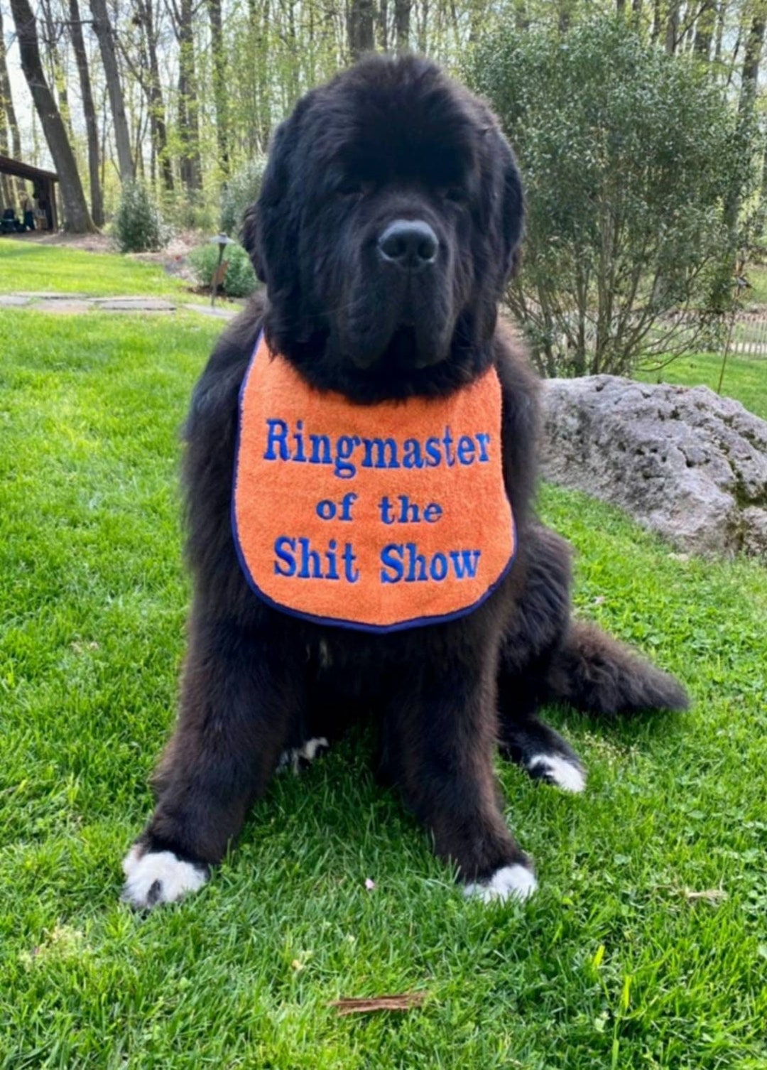 Dog Bib ,large Drool Bib, Slobber Dog Bib , Newfoundland Dog ,st ...