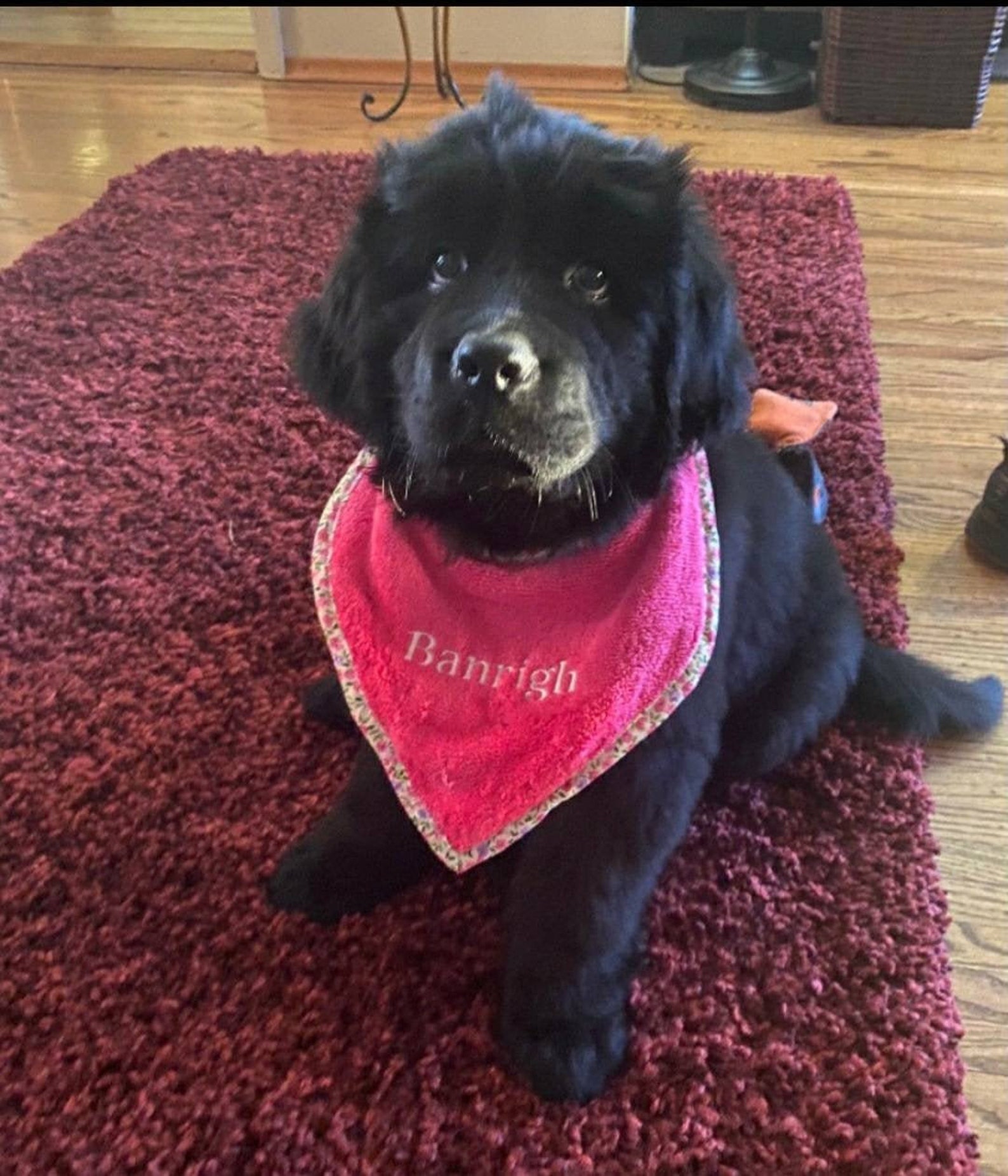 Puppy Bib puppy Drool Dog Bib Slobber Dog Bib small Dog - Etsy UK