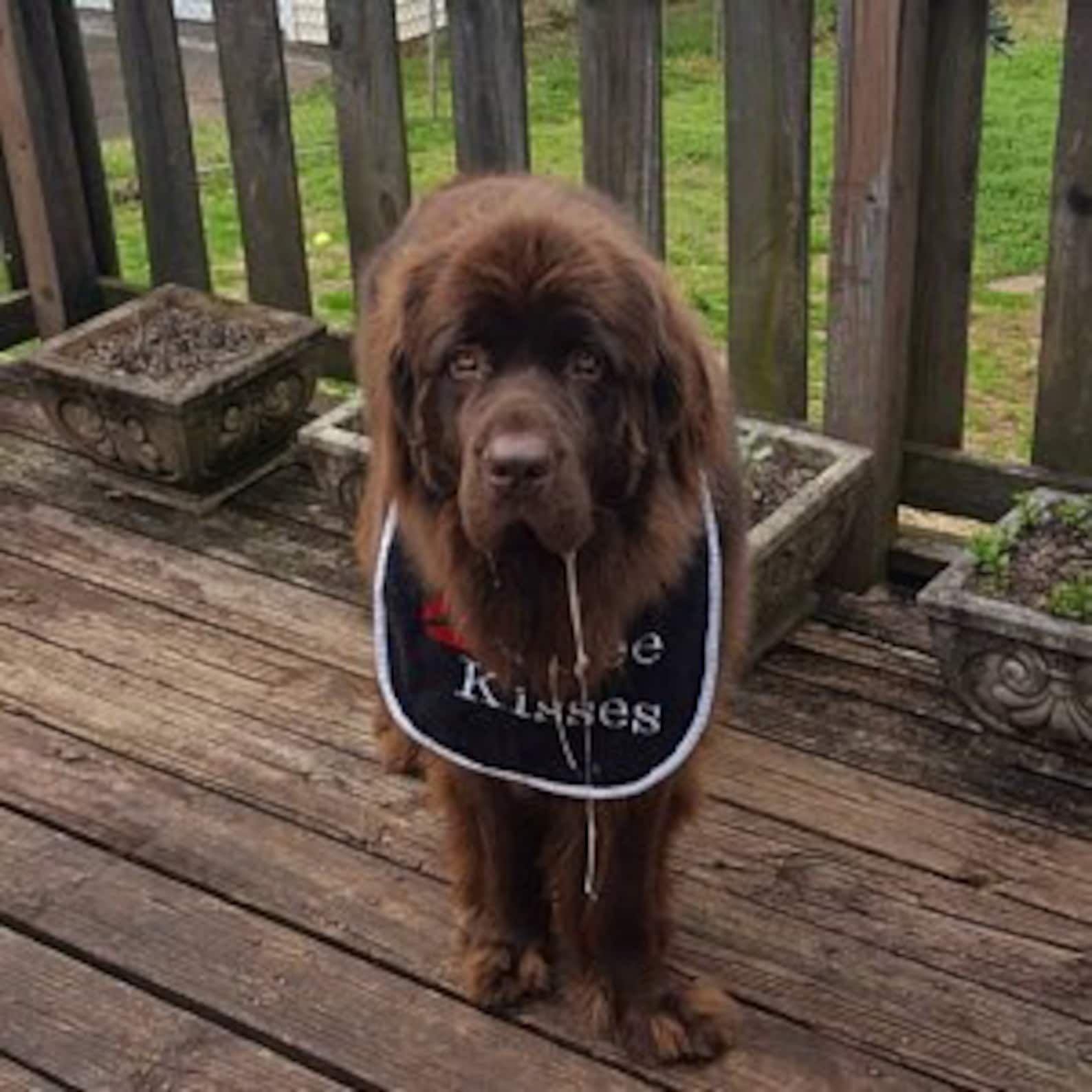 Dog Bib large Drool Slobber Dog Bib Newfoundland Free Kisses | Etsy