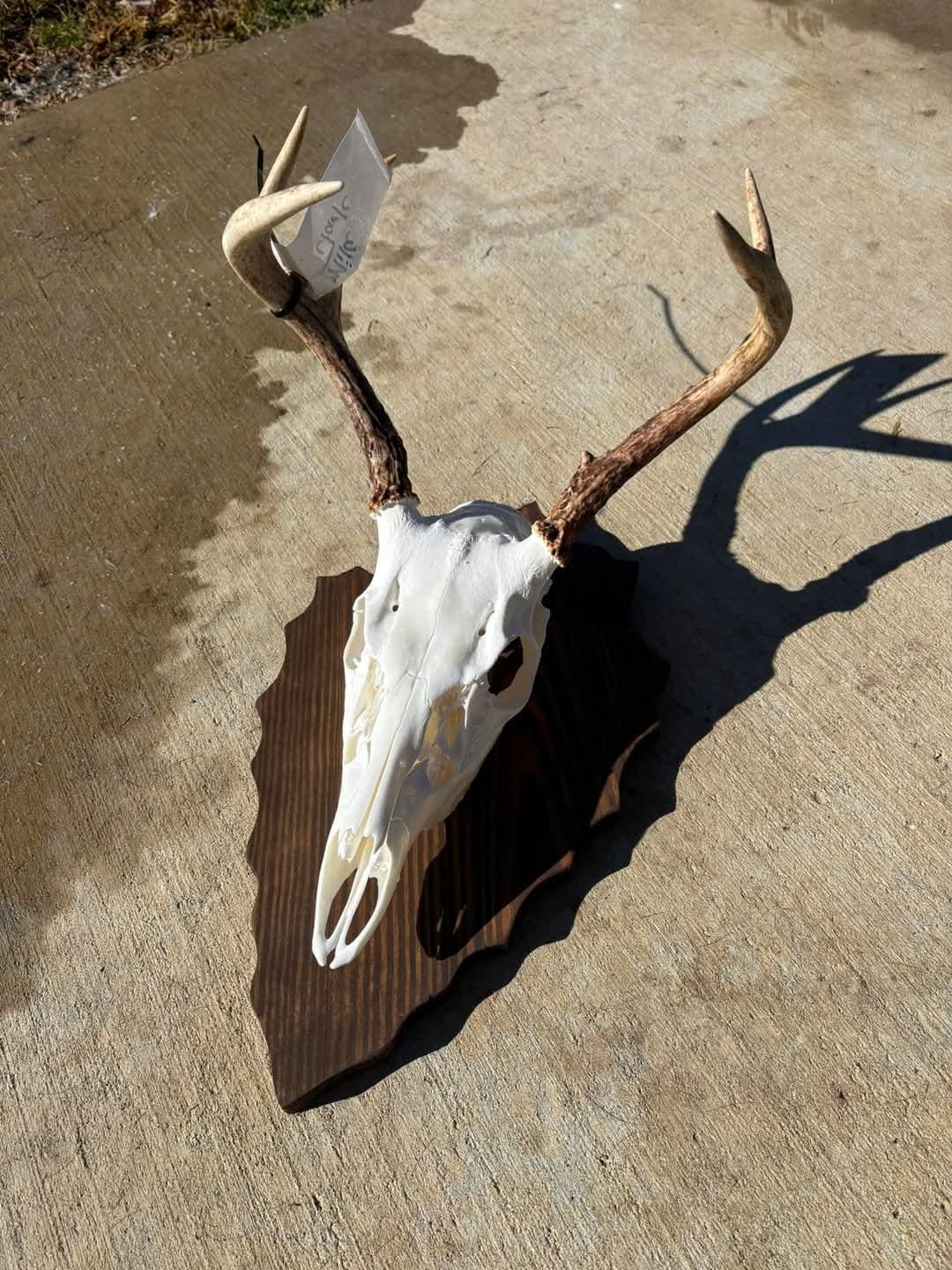 Arrowhead European Mount Plaque Multiple Colors Available Quick ...