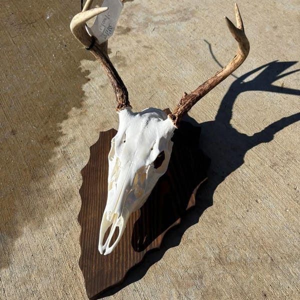 European Mount - Etsy