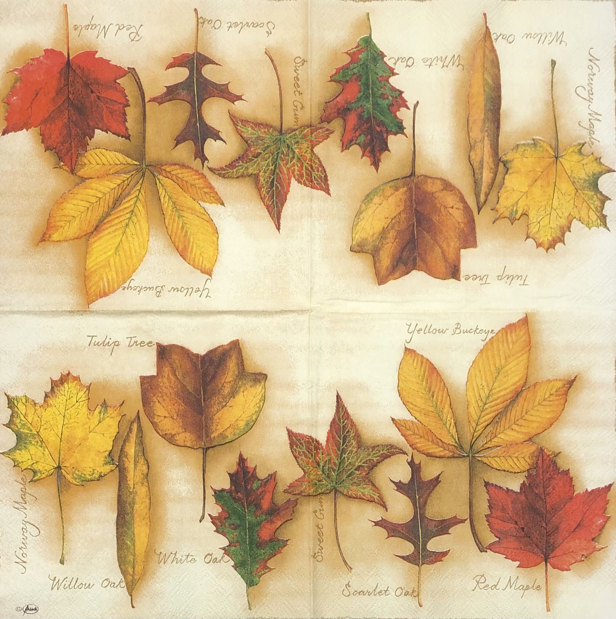 Autumn Leaves Decoupage Napkins Fall Leaf Named Specimen - Etsy